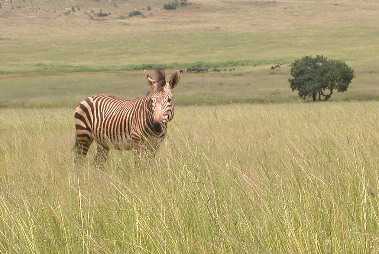 Travel writing | Ross Velton