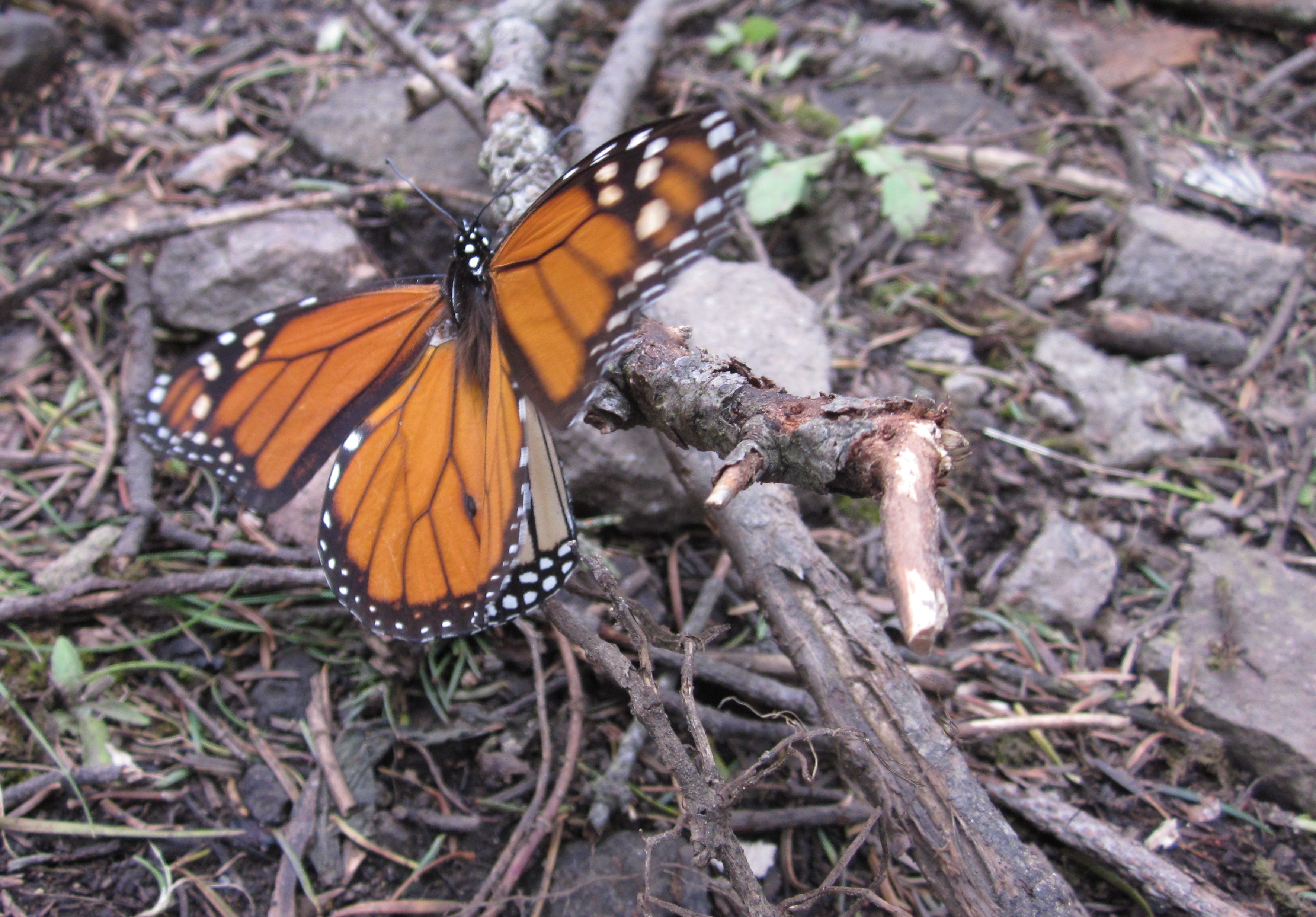 Ross Velton | Reporter, Journalist, Filmmaker