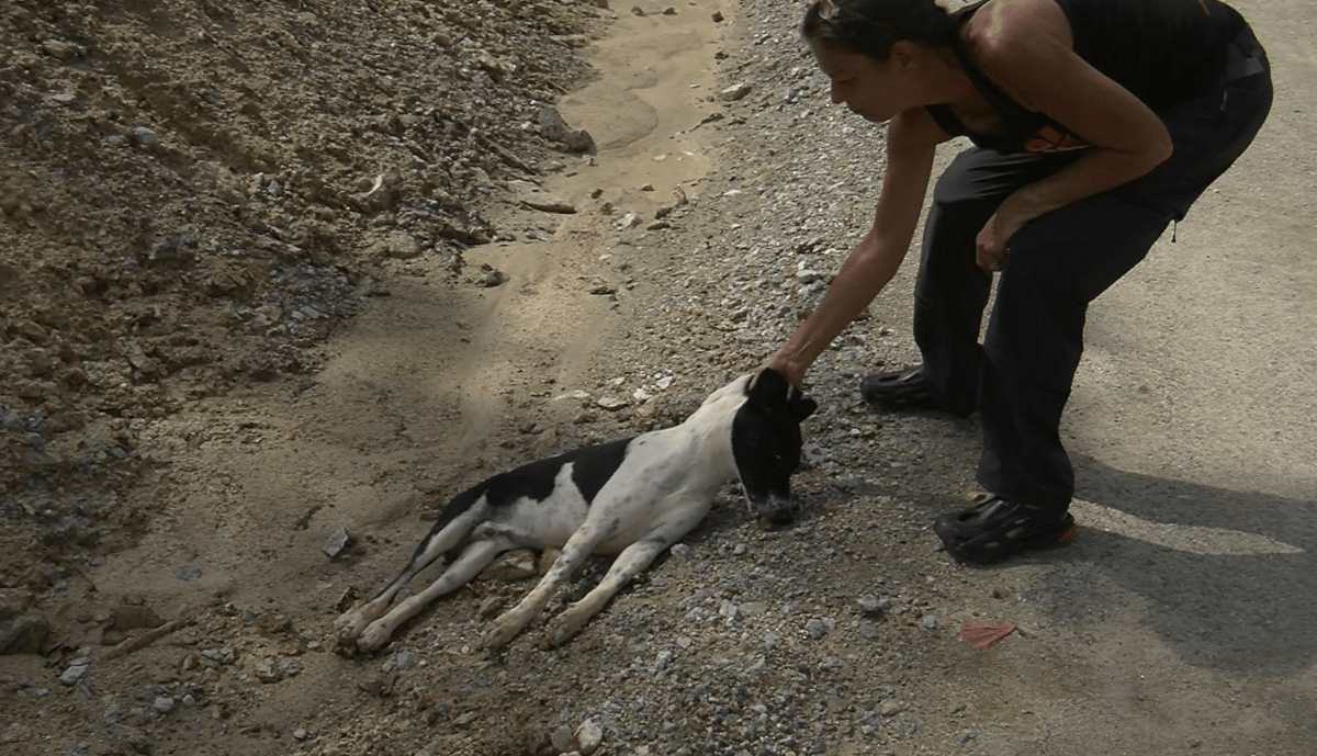 The woman who lost her legs to save a dog | Ross Velton